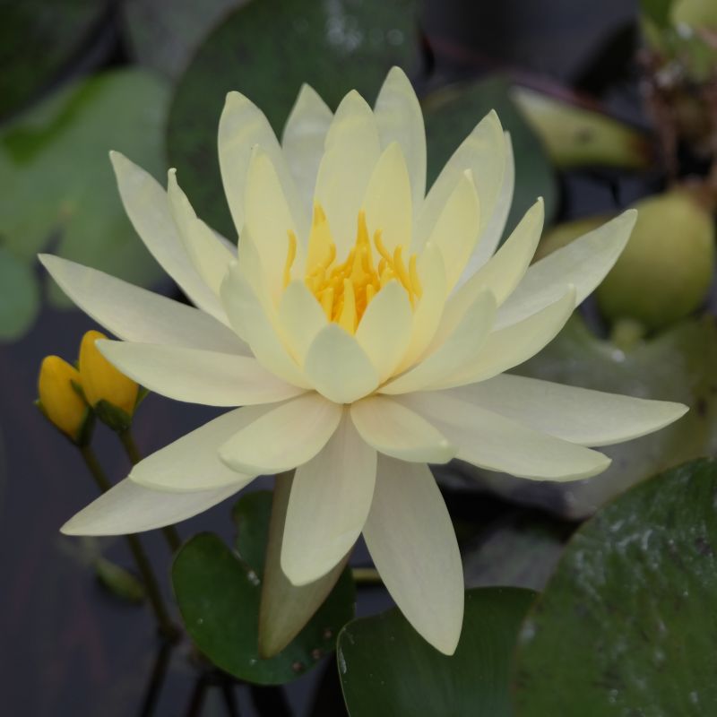 Nymphaea Texas Dawn | Nymphaea gelb | Seerosen | Greinegger Wasserpflanzen